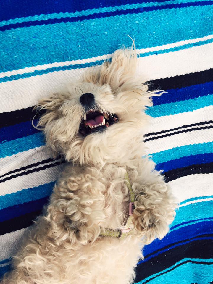 Daniel Mackey - Chicago based software engineer - Javascript, Node ...